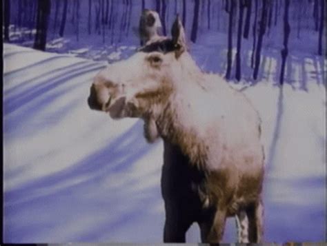 The Internet In One  Moose