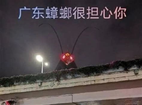 怕了，蟑螂制品悄摸闯进了我的生活！ 知乎