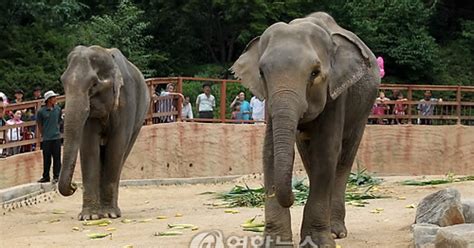 한국이주 캄보디아 코끼리 한쌍