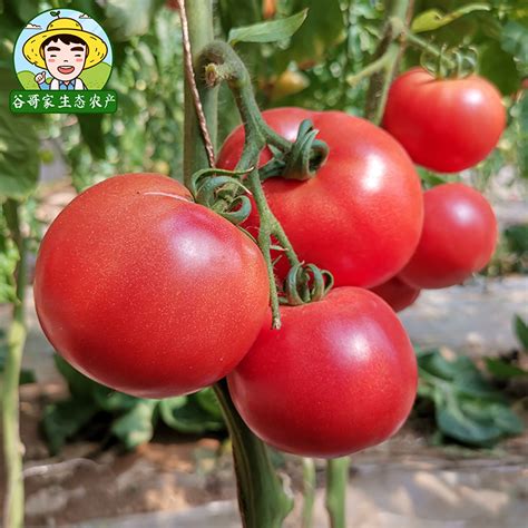 西红柿新鲜蔬菜自然熟沙瓤农家自种谷哥家时令孕妇洋柿子番茄500g 虎窝淘