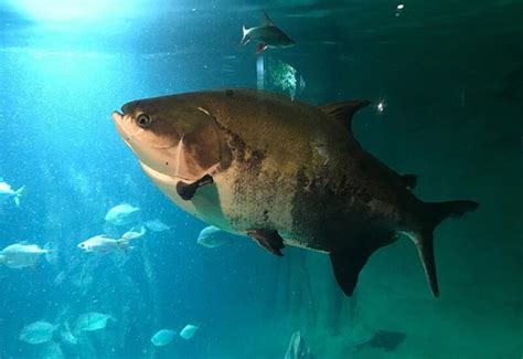 Женщина случайно купила жуткую рыбу «с человеческими зубами