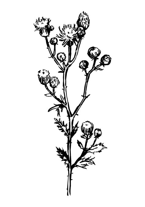 흰색 배경에 고립 된 허브 식물 클립 아트의 잡 초 손으로 그린 벡터 일러스트 레이 션의 야생 식물 엉 겅 퀴 복고풍 잉크 스케치 프리미엄 벡터