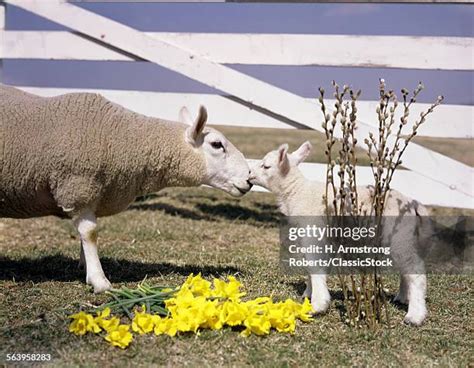 Willow Fencing Photos And Premium High Res Pictures Getty Images