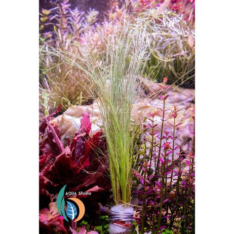 ต้นไม้น้ำ Eleocharis Vivipara หญ้าแฮร์กลาสวิวิพาล่า Shopee Thailand