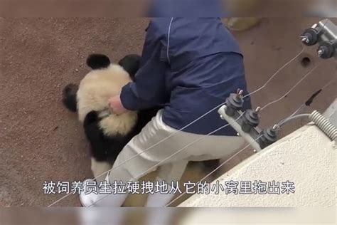 大熊猫睡过头不愿起来被饲养员强拉硬拽反应笑翻众人 强拉 反应 大熊猫