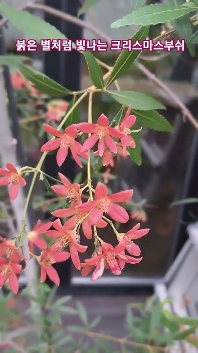 호주 원산의 흰색에서 붉게 변하는 별모양 꽃 크리스마스부쉬 Shorts 크리스마스부시 케라토페탈룸 주홍색꽃 Youtube