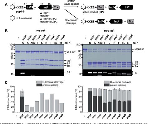 Figure 2 From A Functional Interplay Between Intein And Extein Sequences In Protein Splicing