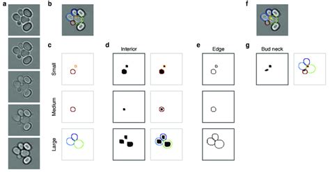 Mapping Cell Instances To Semantic Targets Of A Cnn A Bright Field