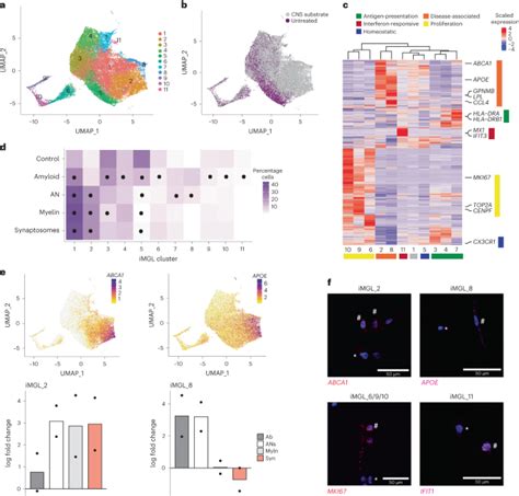 Ipsc 来源的人小胶质细胞暴露于脑底物能够在体外产生和操纵不同的转录状态nature Immunology X Mol