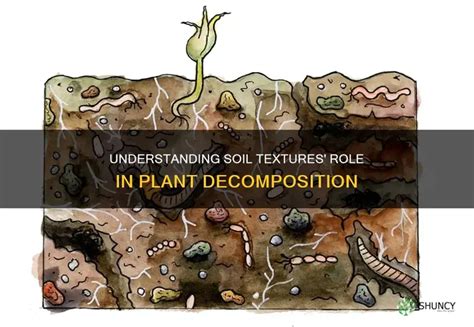Understanding Soil Textures Role In Plant Decomposition Shuncy