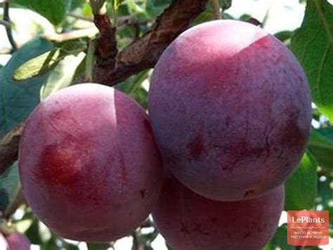 Алыча 'Вилора' — описание сорта, характеристики | на LePlants.ru