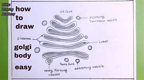Diagram Of Golgi Apparatus And Functions Endoplasmic Reticul