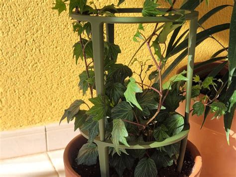 Stackable Plant Support By Kosh Makerworld