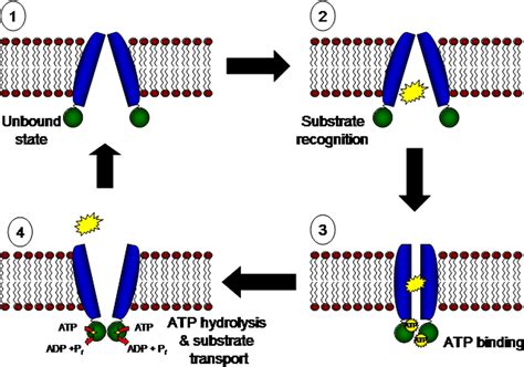 mitochondrial atp binding cassette proteins translational research