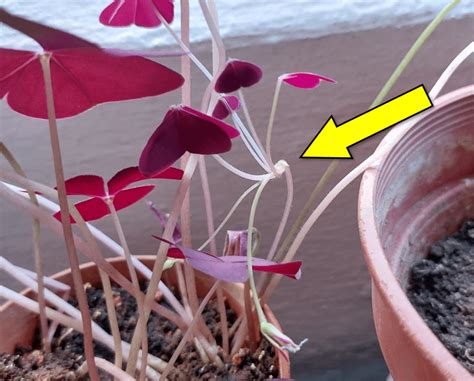 Why Is My Oxalis Growing From A Stem Rhouseplants