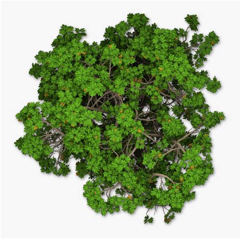 Tree Plan Png Trees In Plan For Photoshop Png Transparent Png Transparent Png Image PNGitem