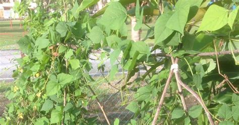 Jom Tanam Sayur Jts Junjung Atau Para Trellis Jom Tanam Sayur Jts Tanam Sendiri