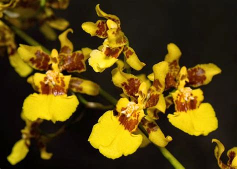 Lost In Mato Grosso Small Yellow And Brown Orchids
