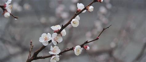 未来一周天气趋势气温阴天主城区