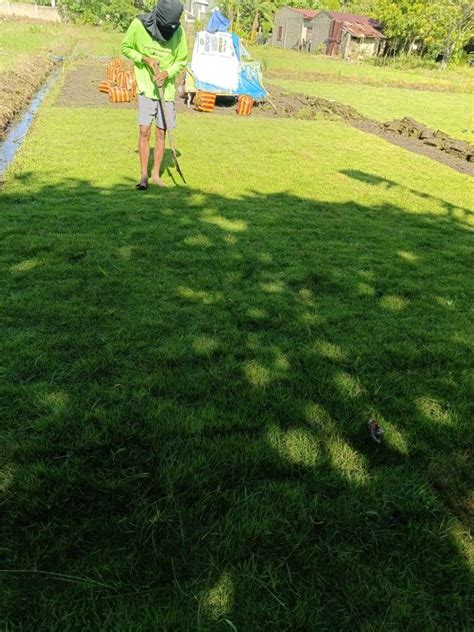 Blue Grass Frog Grass Carabao Grass Furniture And Home Living Gardening Plants And Seeds On Carousell