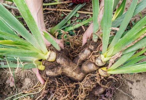 How To Divide And Replant Irises In Your Garden