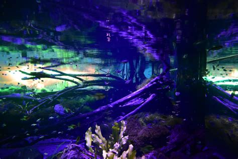カワスイ 川崎水族館～神奈川県川崎市川崎区～