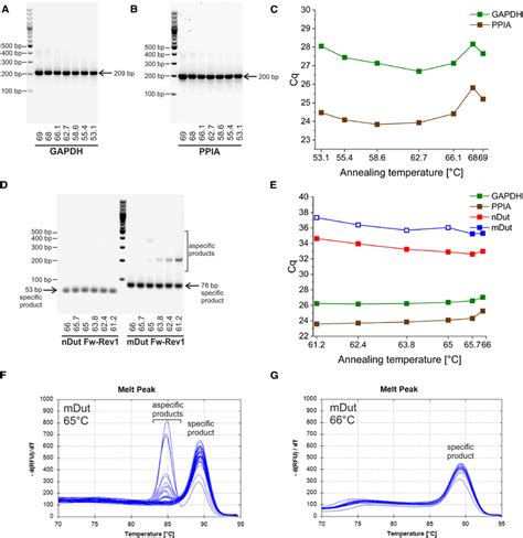 Determination Of The Optimal Common Annealing Temperature With Thermal