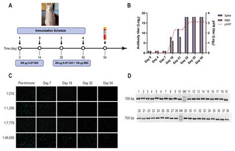Viruses Free Full Text Sars Cov 2 Specific Nanobodies Neutralize
