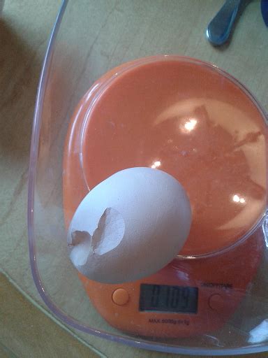 Overachieving 7 Month Old Black Sex Link Hen Double Yolkers Odd