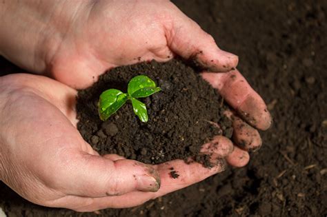 젊은 공장요 핸드 의 배경에 토양 나무에 대한 스톡 사진 및 기타 이미지 나무 녹색 농부 Istock
