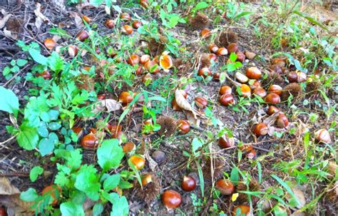 밤나무 묘목 심는시기와 방법개화시기밤 떨어지는 수확시기밤 따는 수확법병충해 방제약제농약 소독시기