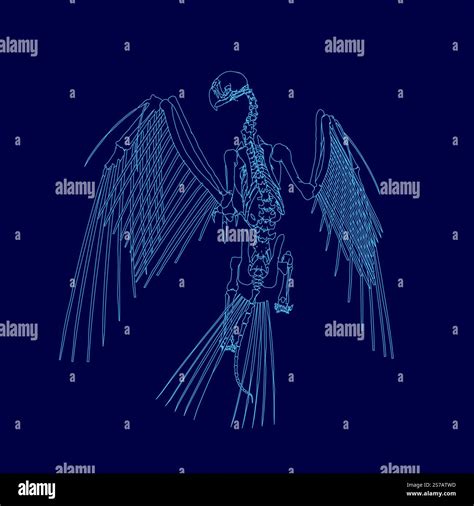Blue Drawing Of A Bird Skeleton The Skeleton Is Shown In A Very