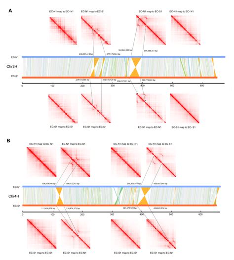Figure S4 Identification And Validation Of Large Inversions In Download Scientific Diagram
