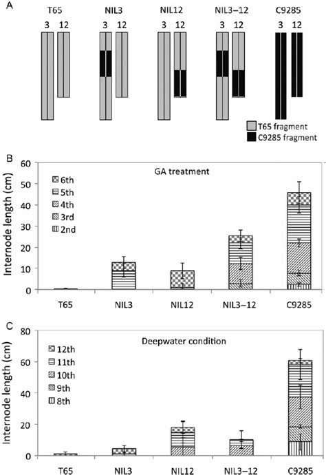 Evaluation Of The Qtls On Chromosomes 3 And 12 A Graphical Genotypes