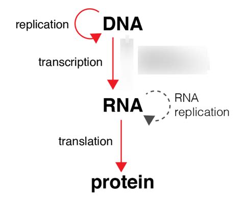 Unit 9 Flashcards Gene Expression Diagram Quizlet Unit 9 Flashcards Gene Expression Diagram Quizlet