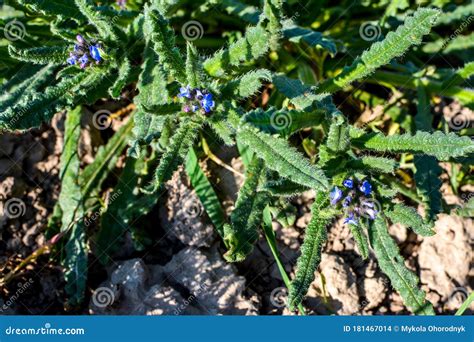 Anchusa Arvensis Small Bugloss Annual Bugloss Small Annual Bugloss Anchusa Arvensis Stock