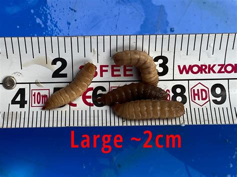 Large Black Soldier Fly Larvae Bsfl