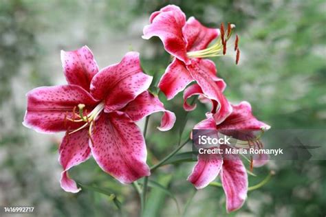 큰 백합의 꽃다발 Liliaceae에 속하는 Lilium 피는 분홍색 부드러운 릴리 꽃 핑크 스타가저 릴리 꽃 배경 분홍색 별자리 백합과 녹색 단풍의 클로즈업 여름 오리엔탈