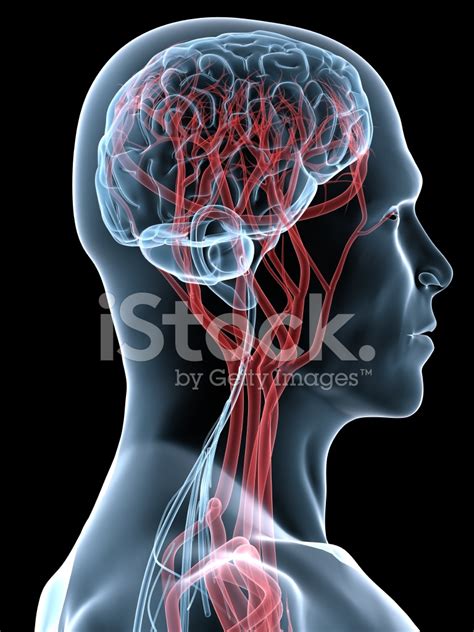 인간 두뇌 스톡 사진 로열티 프리 이미지 Freeimages