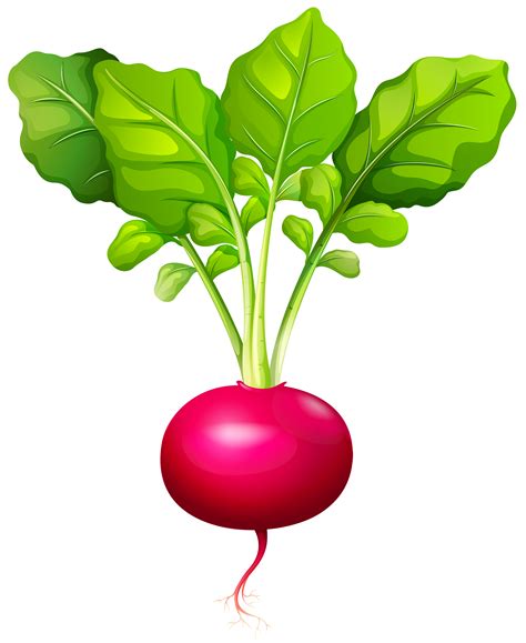 Vegetables Clip Art With Clear Background Fresh Free On