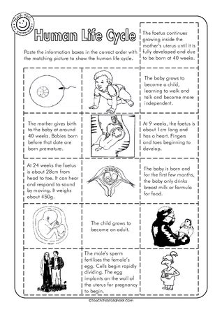 Human Life Stages Worksheet Teacher Resources And Classroom
