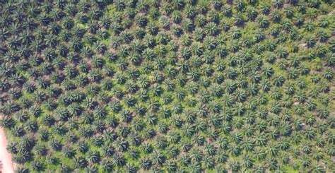 Palm Tree Dataset Object Detection Dataset By Kuliah