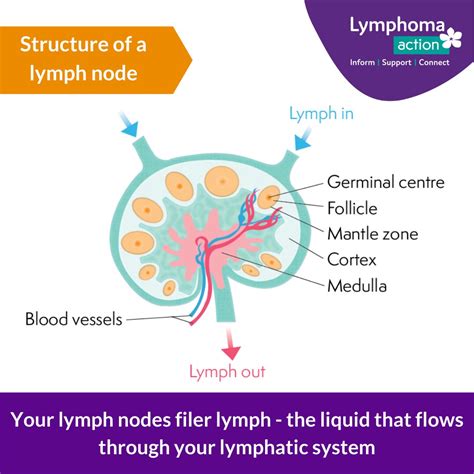 Lymph Node Infection Armpit Swollen Lymph Nodes Symptoms And Causes