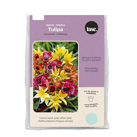 Tasc Specie Assorted Tulip Bulbs Mif0010 Rona