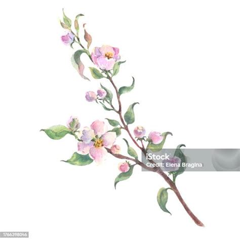 수채화 사과 나무 가지와 꽃 흰색 배경에 피는 나무 고립 된 수채화 그림 웨딩 카드와 초대장 어머니의 날 발렌타인 카드에 적합합니다 개화에 대한 스톡 벡터 아트 및 기타