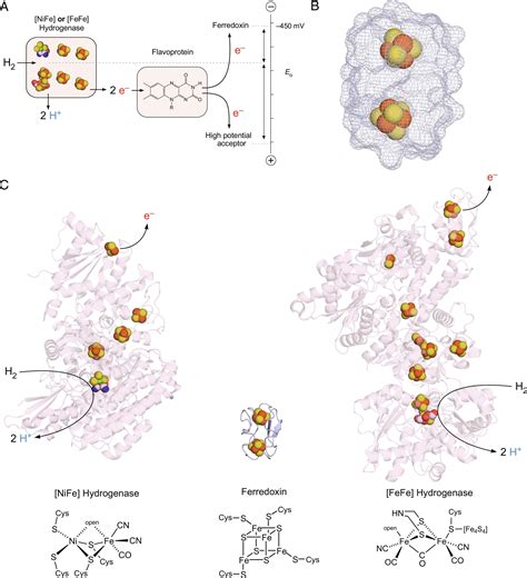 Ferredoxin Reduction By Hydrogen With Iron Functions As An Evolutionary Precursor Of Flavin