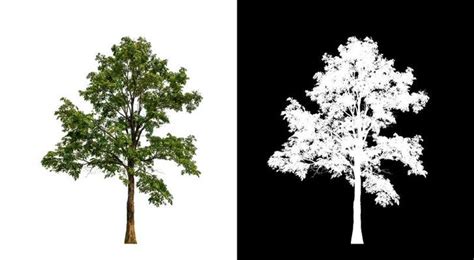 Family Tree Template Stock Photos Images And Backgrounds For Free Download