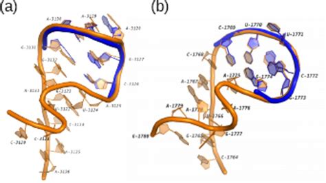 rna structure 3d