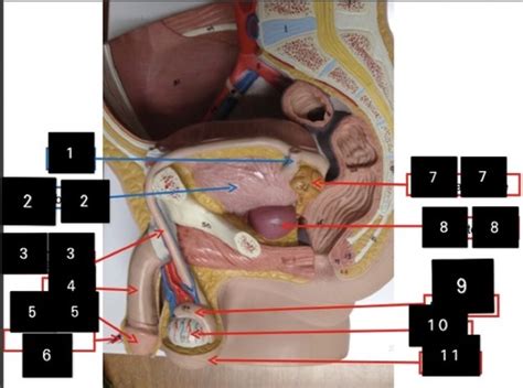Reproductive System Lab Flashcards Quizlet