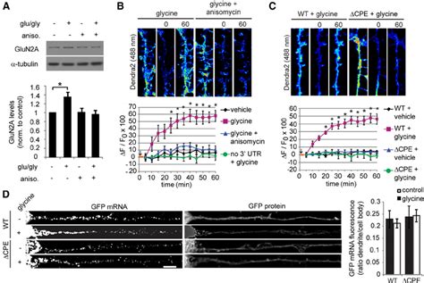 Dendritic Glun2a Mrna Translation Is Mediated By The 3 Ј Utr Cpe Download Scientific Diagram